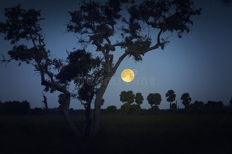 Old Big Tree and Full Moon Evening Stock Photo - Image of outdoor ...