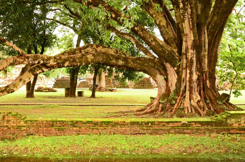 Old Big Tree in Historical Park Stock Photo - Image of brown, relax ...