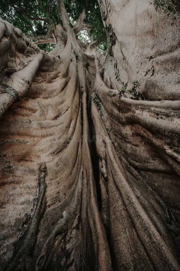 Old Big Tree in Jungle Tropical Rainforest. Stock Photo - Image of ...
