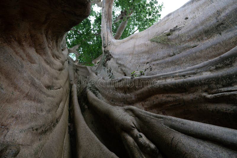 Old Big Tree in Jungle Tropical Rainforest. Stock Photo - Image of ...