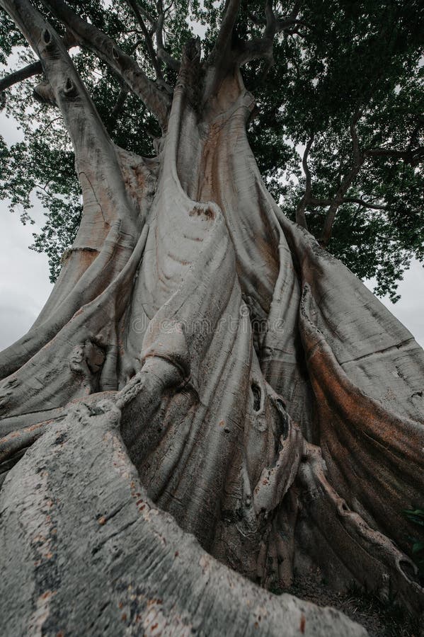 Old Big Tree in Jungle Tropical Rainforest. Stock Image - Image of ...