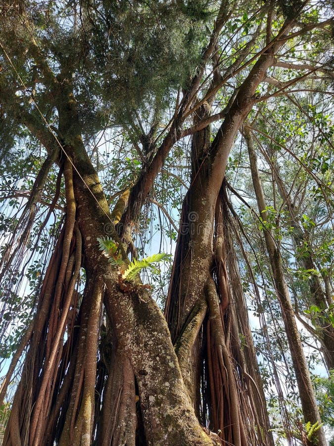 An Old and Big Tree with Many Roots Stock Image - Image of tree, roots ...