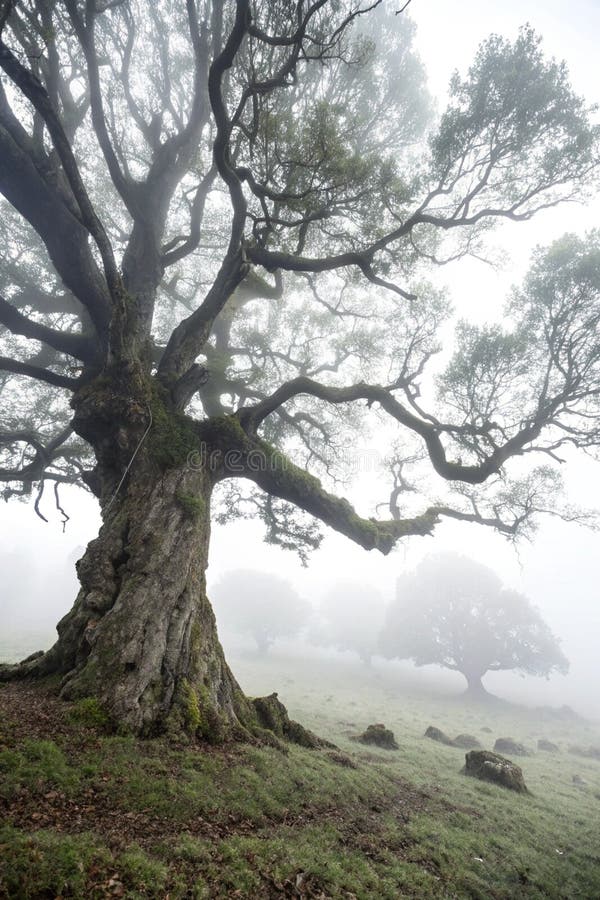 Old Big Tree in Mist stock illustration. Illustration of tree - 366625552