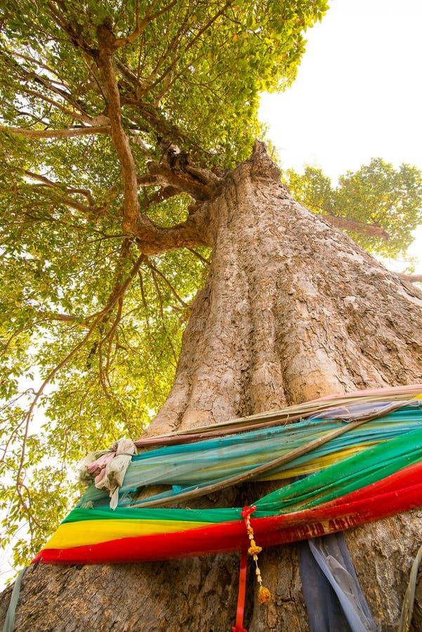 Old big tree002 stock photo. Image of natural, sunlight - 37262562
