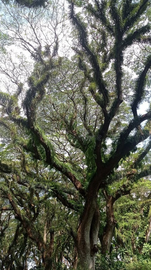 Old Big Tree Rain Forest in Banyuwangi Stock Image - Image of green ...