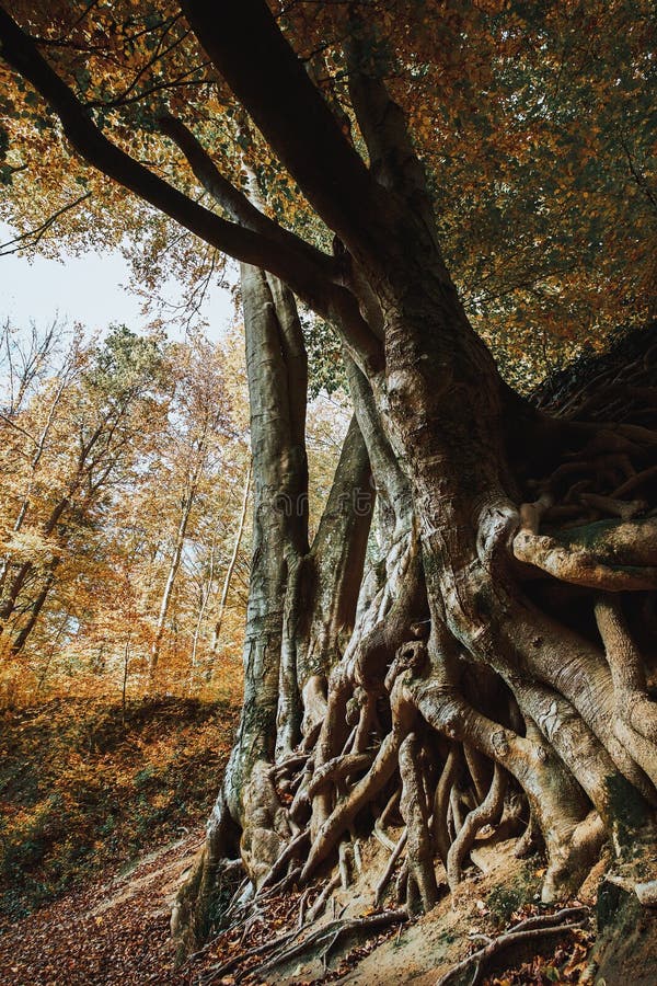 Old big tree roots stock image. Image of forest, environmental - 132657597