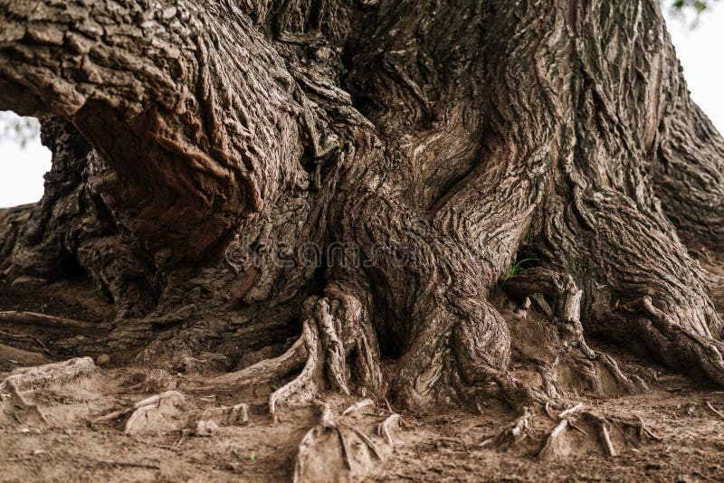 Old Big Tree with Roots on the Ground Stock Photo - Image of forest ...