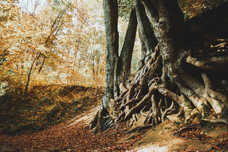 Old big tree roots stock image. Image of branch, seasonal - 132653813