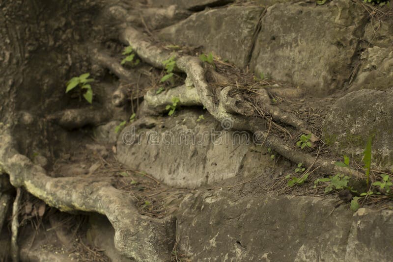 Big tree roots with moss stock image. Image of design - 74128101