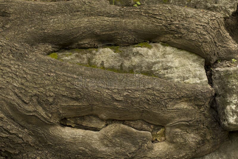 Big tree roots with moss stock image. Image of design - 74128101