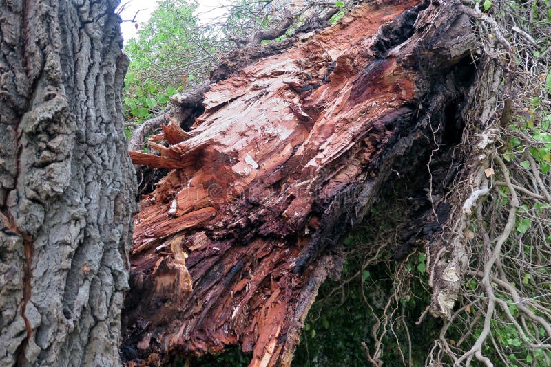 1,321 Big Old Fallen Tree Trunk Stock Photos - Free & Royalty-Free ...