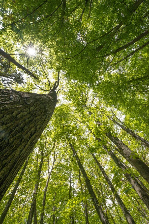 Old Big Trees with Spring Leaves Stock Photo - Image of outside ...