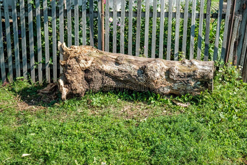 Old big tree trunk stock image. Image of nature, wooden - 75620639