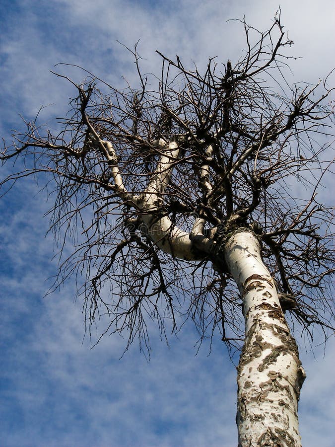 Old birch stock image. Image of climate, seasonal, bare - 18983971