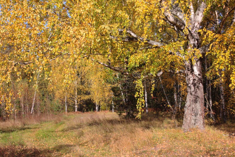 Old Birch in Autumn Birchwood Stock Image - Image of wood, birch: 56051947