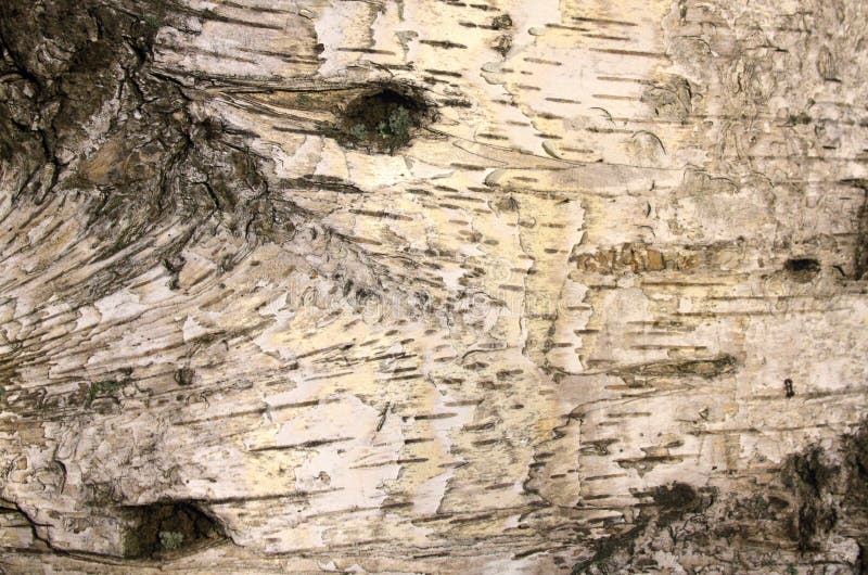 Old Birch stock photo. Image of white, bark, barck, surface - 44646262