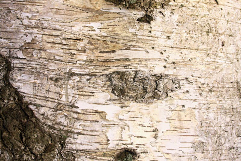 Old Birch Nature Background Stock Image - Image of rustic, tree: 44646263