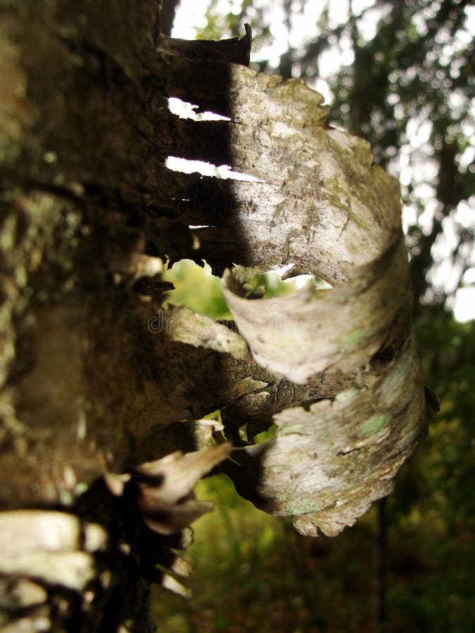 Old Birch Bark and Moss on a Tree Trunk in the Forest. Background ...