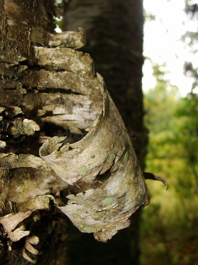 Old Birch Bark and Moss on a Tree Trunk in the Forest. Background ...