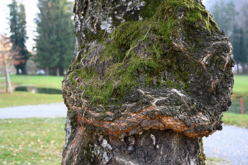 Old birch bark with moss stock photo. Image of trunk - 131777778 Old birch bark with moss stock photo. Image of trunk - 131777778