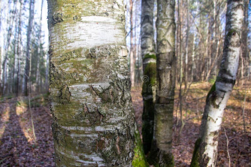 Old birch in the forest stock photo. Image of nature - 233939674