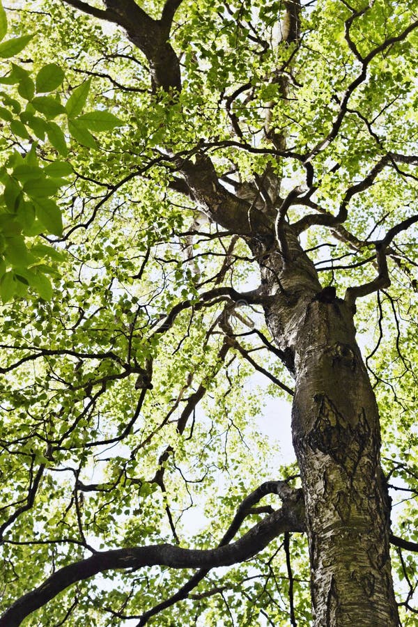 Old Birch with Green Leaves Stock Image - Image of deciduous, leaves ...
