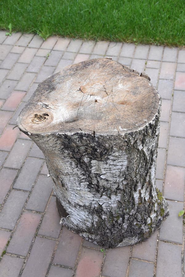 Birch Log in Laying on Back Yard Stock Photo - Image of ends, stack ...
