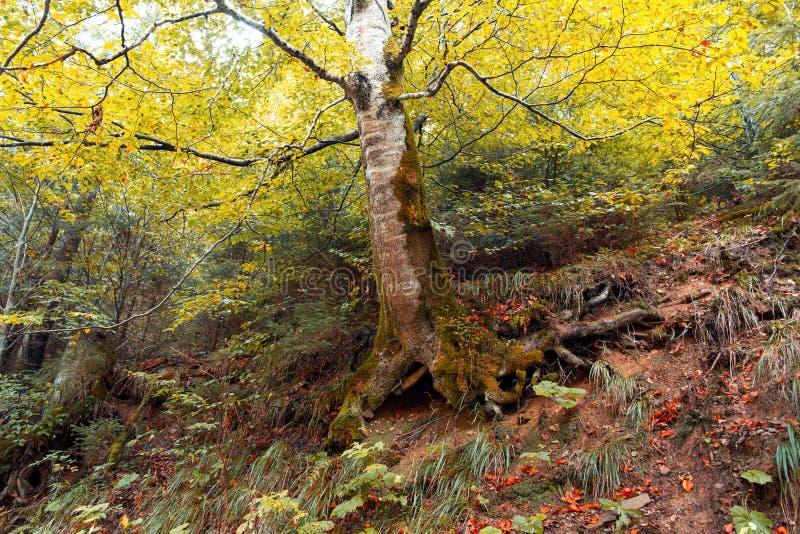 Old Birch Tree in a Autumn Forest Stock Image - Image of dense, massive ...
