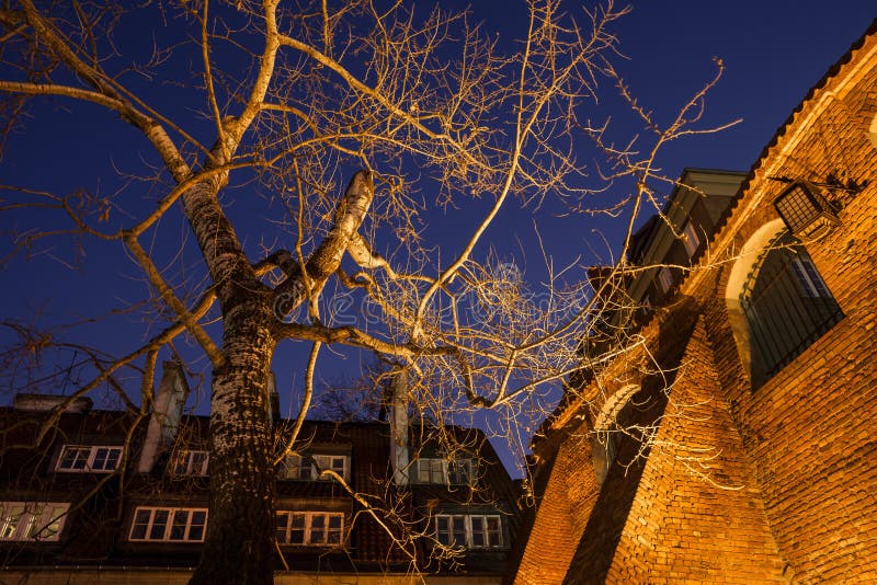 Old Birch Tree Illuminated at Night Stock Photo - Image of night, light ...