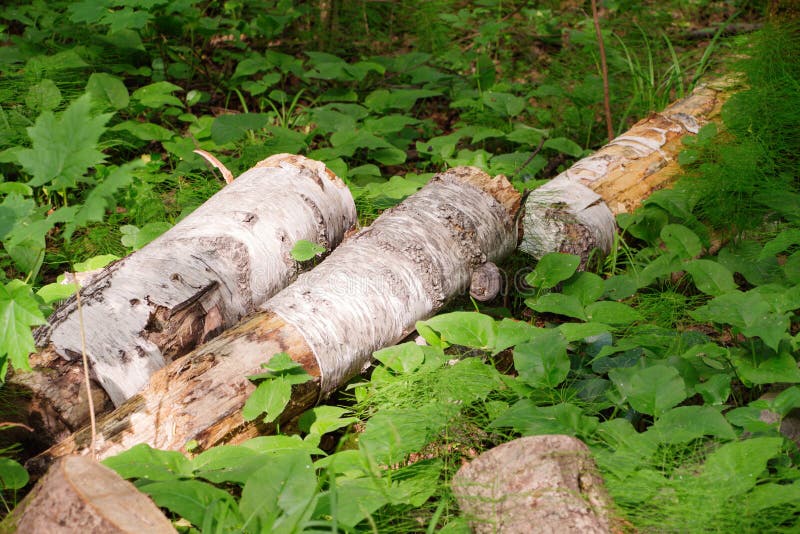 Old Birch Tree Logs in the Forest Stock Photo - Image of texture ...