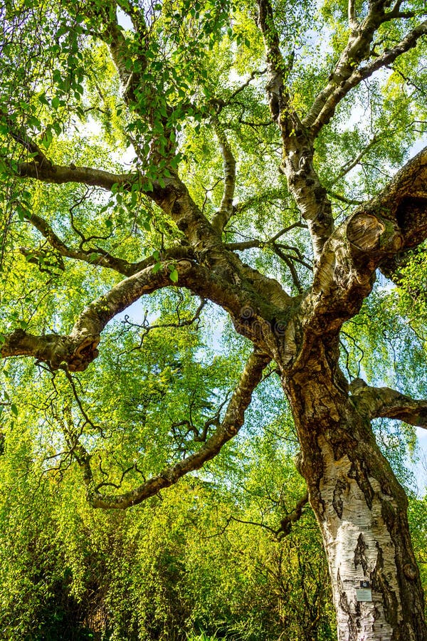 Long Branches of Bouquet Delicate White Orchid Stock Photo - Image of ...
