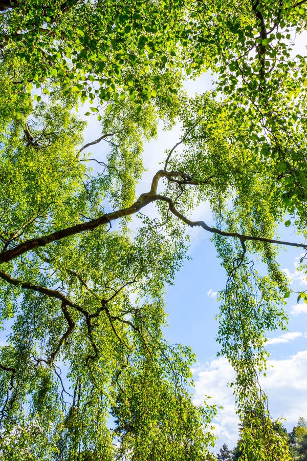 An Old Birch Tree with Long Branches in Spring Time. Stock Photo ...