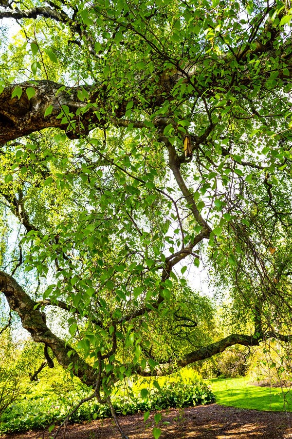 An Old Birch Tree with Long Branches in Spring Time. Stock Photo ...