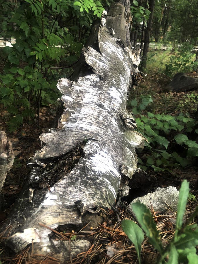 An Old Birch Tree in the Park Stock Image - Image of forest, tree ...