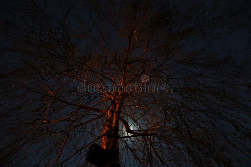 1,584 Birch Tree Night Sky Stock Photos - Free & Royalty-Free Stock ...