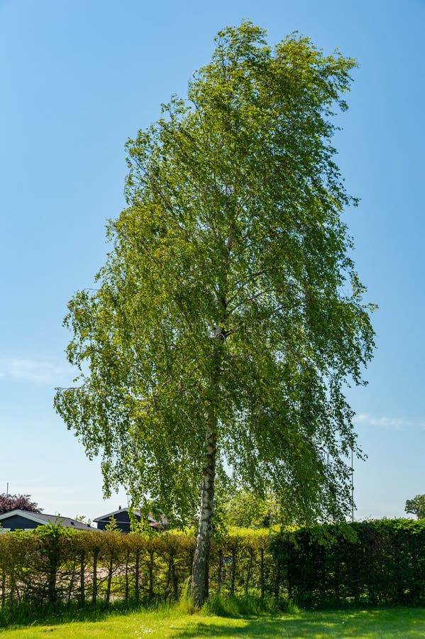 Old birch tree rises stock image. Image of nature, idyl - 220602897