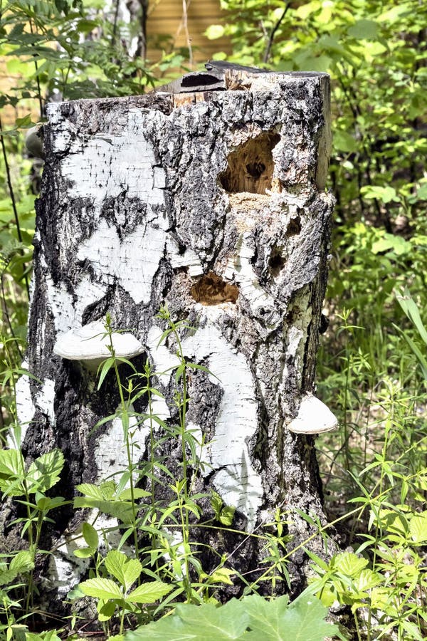 Old Birch Tree Stump Eaten by Pests Stock Image - Image of outdoors ...