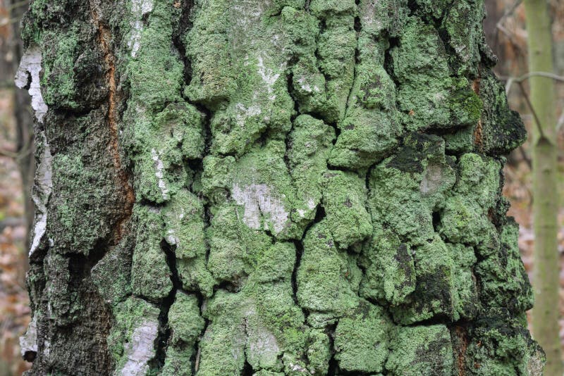 Old birch tree tunk stock photo. Image of ecosystem - 131920682