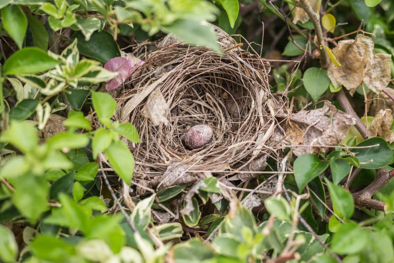Old Bird Nest with One Egg on Tree Stock Image - Image of creation ...