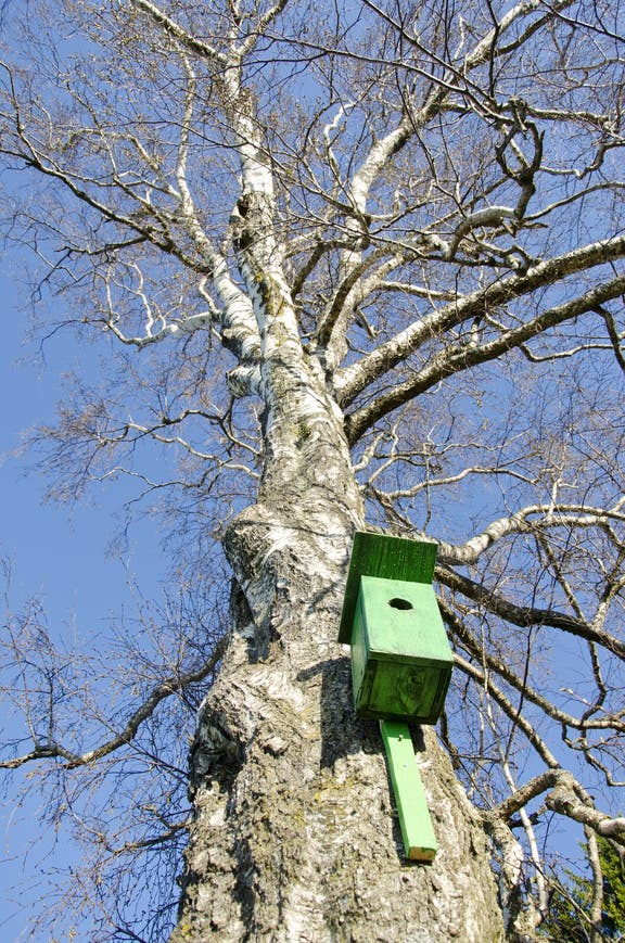 Old Bird Nesting Box on Birch Tree in Spring Stock Photo - Image of ...