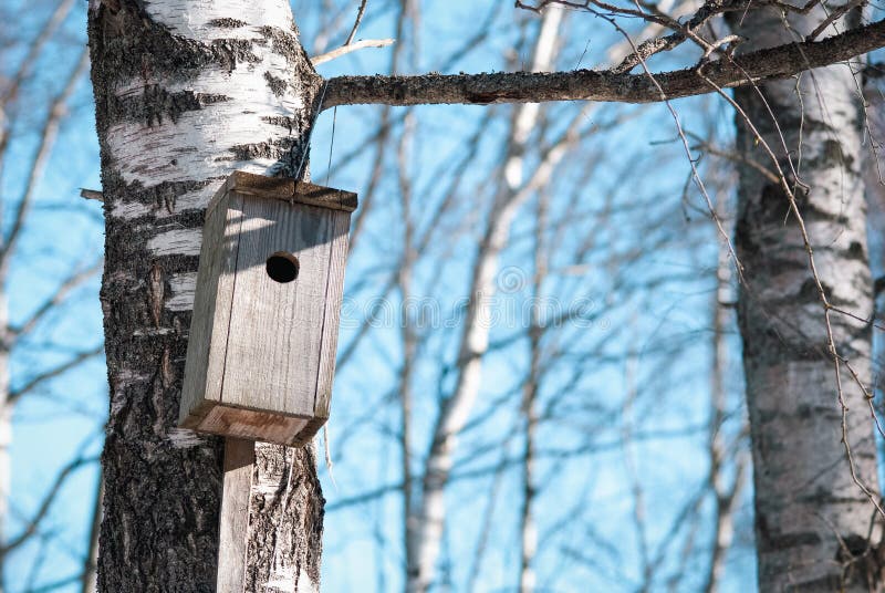 Old Birdhouse on Tree Trunk, Bird Nesting Box on Birch Tree in Early ...