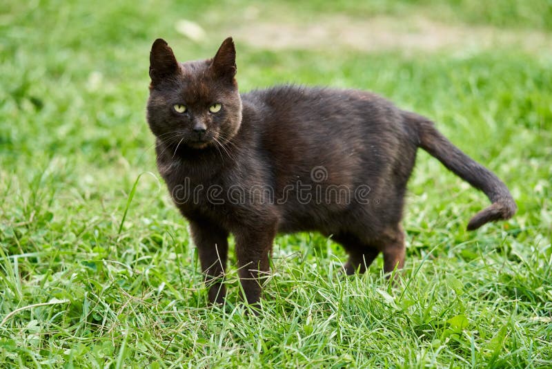 Old black cat in grass stock image. Image of kitty, white - 260476545