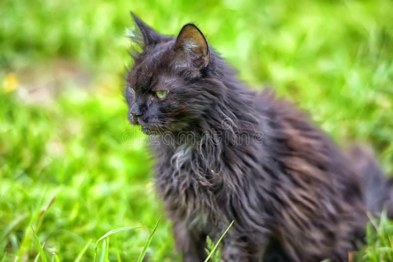 Old black cat in grass stock image. Image of staring - 57716805