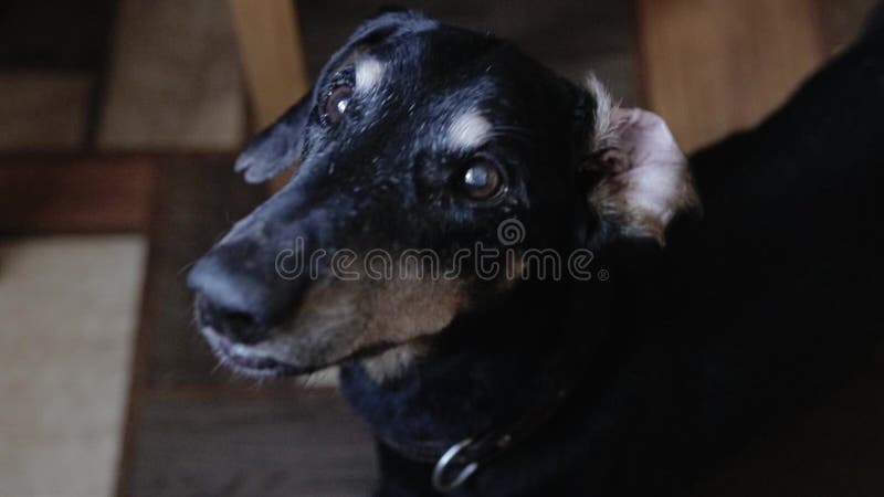 Girl Pitiful Expression and Showing a Little Bit Gesture. Stock Video ...