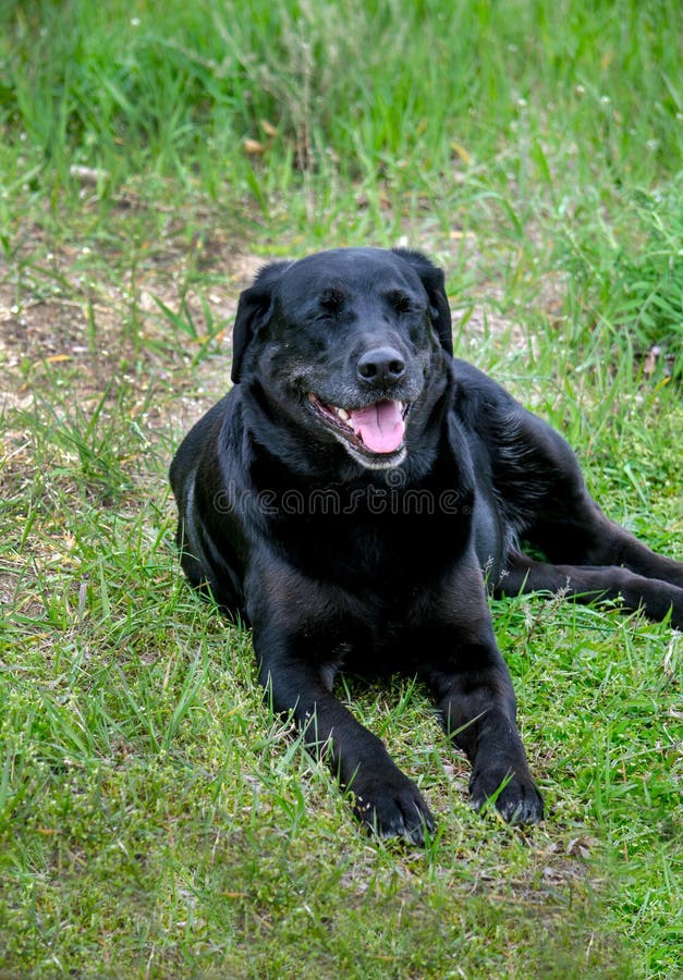 Black lab portrait closeup stock photo. Image of portrait - 64372848