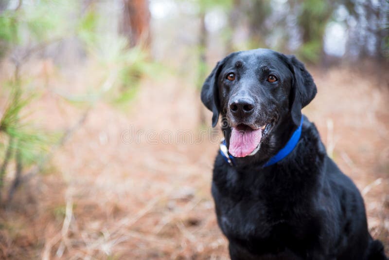 Old Black Lab Looks at Camera in Forest Setting Stock Image - Image of ...