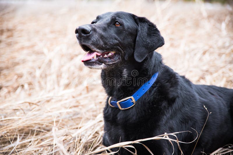 Old Black Lab Lying in Meadow Stock Image - Image of sitting, nature ...