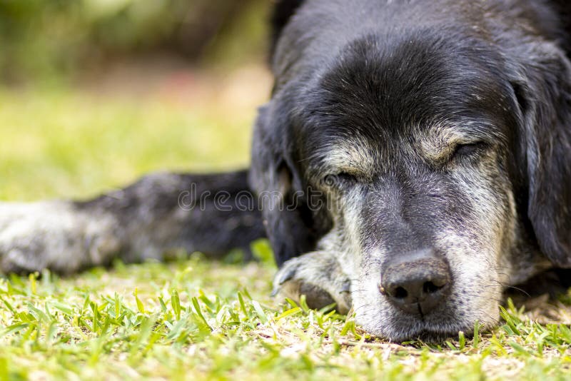 Old Black Labrador Retriever Stock Image - Image of creature, mascot ...