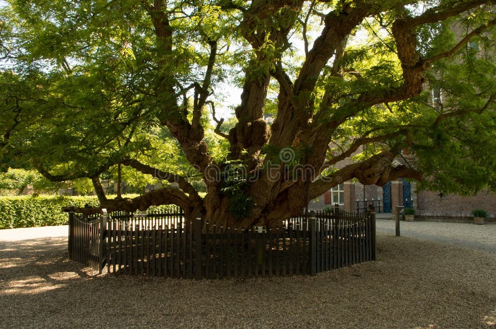 Old black locust tree stock image. Image of crooked, locust - 46709387