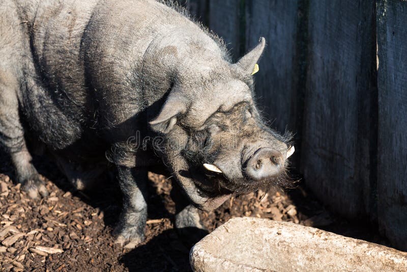 Old black pig stock photo. Image of tired, view, black - 49319572
